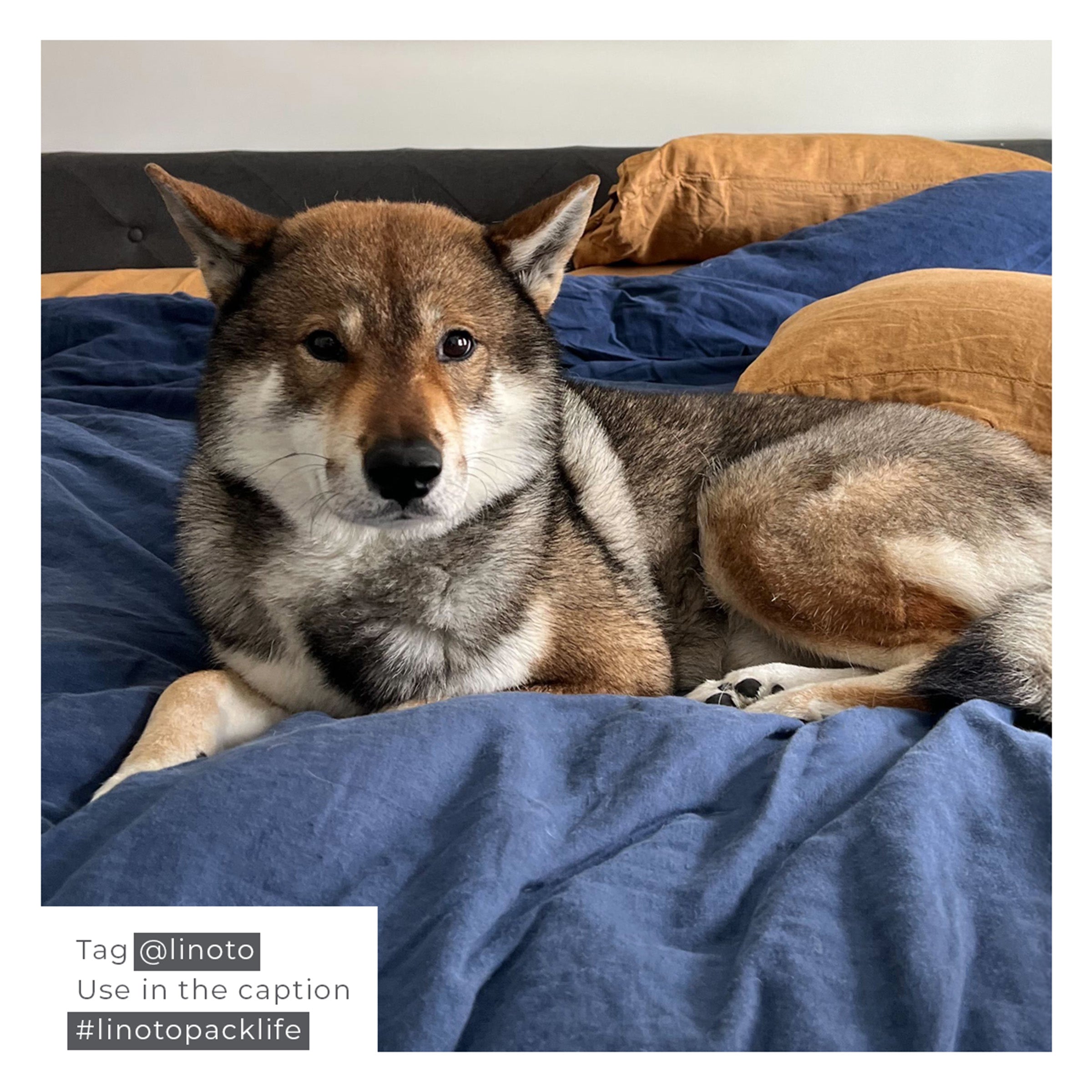 Contest rules: made for the whole pack | https://www.linoto.com